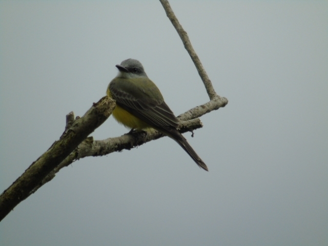 Tropical Kingbird from Finca Las Delicias on December 19, 2020 at 10:32 ...