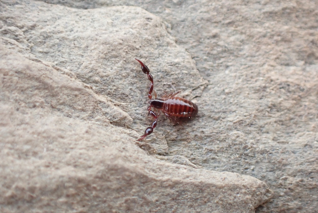 Cheliferidae from Omarama, New Zealand on February 14, 2021 at 10:34 AM ...