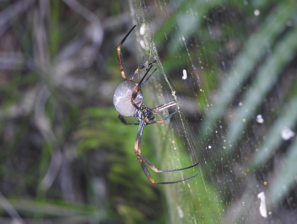 Tiger Spider from Sunshine Coast QLD, Australia on February 19, 2021 by ...