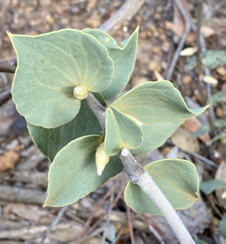Pincushion trees from Stirling Range National Park, Stirling Range NP ...