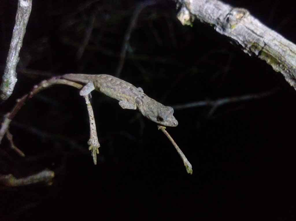Bridled Forest Gecko in December 2016 by Benjamin K Maples. Lizard ...
