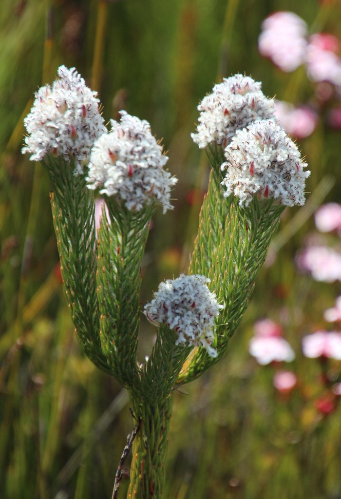 Erect Powerpuff (Sorocephalus claviger) - Botanical Realm