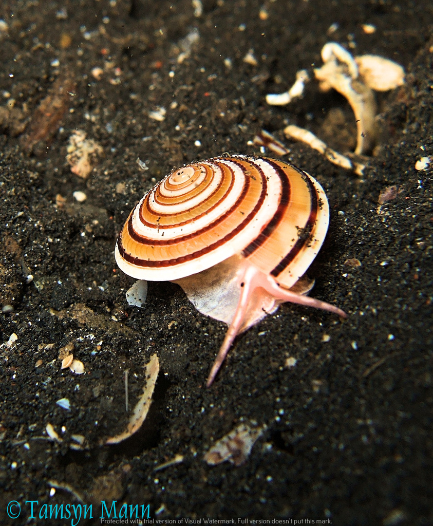 Architectonica modesta from Bitung, Bitung City, North Sulawesi ...