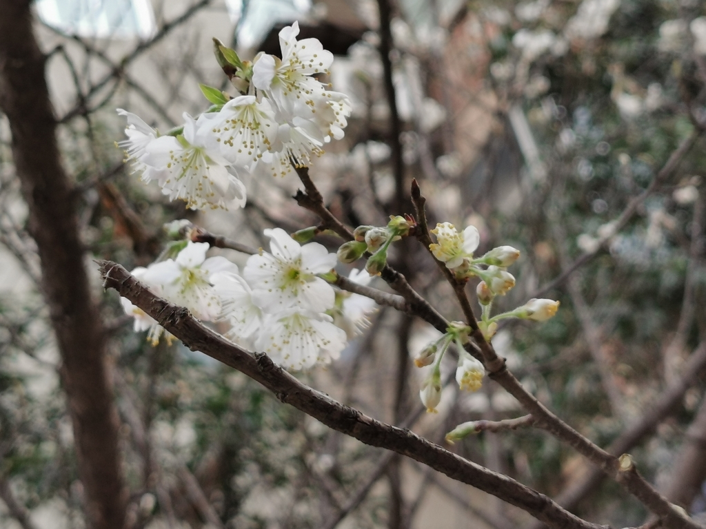 Chinese sour cherry (Prunus pseudocerasus) - Botanical Realm