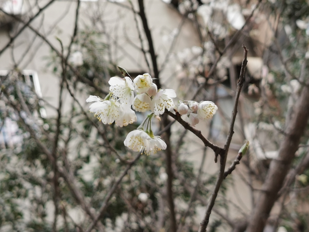 Chinese sour cherry (Prunus pseudocerasus) - Botanical Realm