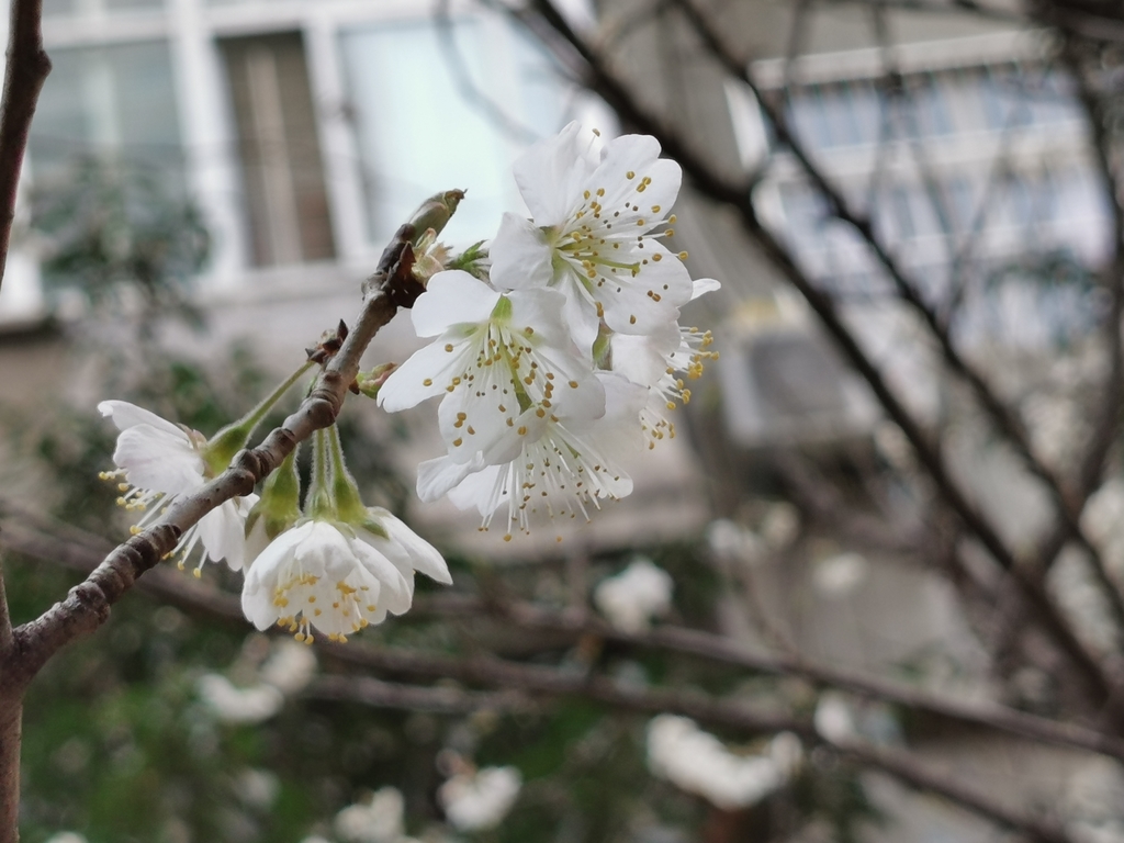 Chinese sour cherry (Prunus pseudocerasus) - Botanical Realm