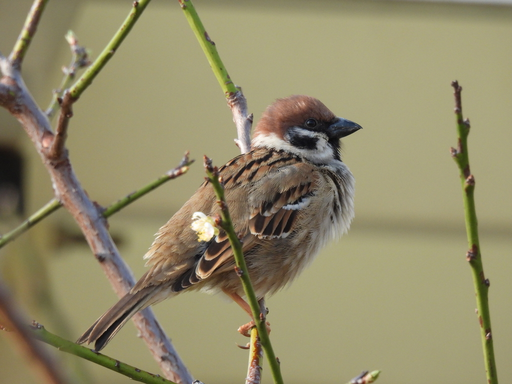 Eurasian Tree Sparrow from 台灣台中市 on February 03, 2021 at 04:11 PM by ...