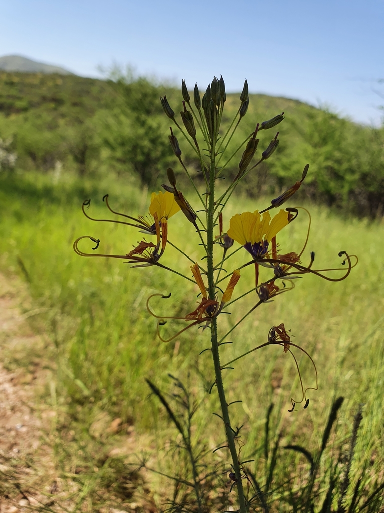 Cleome angustifolia diandra from Khomas, Namibia on February 20, 2021 ...