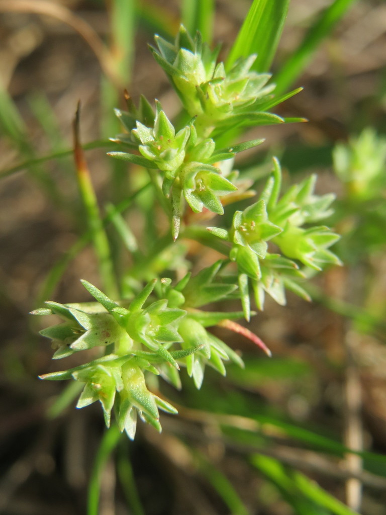 (Scleranthus) - Botanical Realm