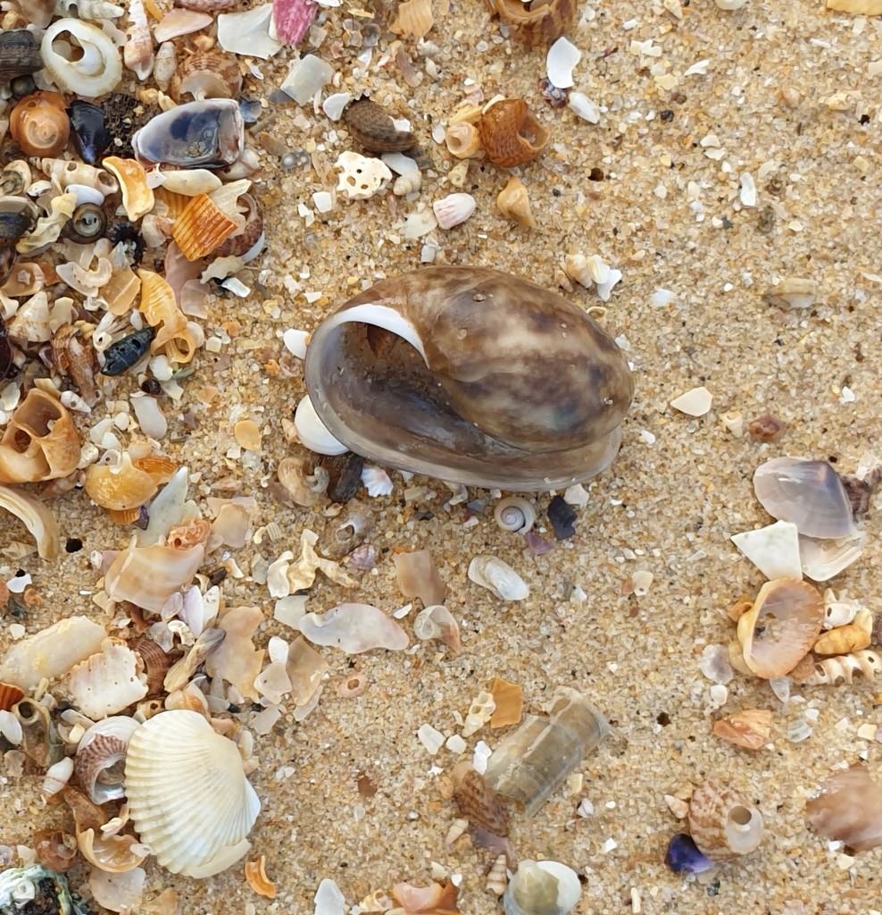 Brown bubble shell from Sydney NSW, Australia on February 20, 2021 at ...