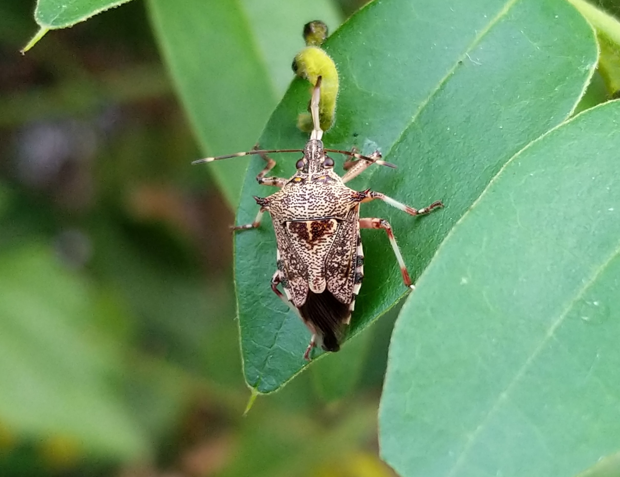 Eocanthecona furcellata (Wolff, 1811)