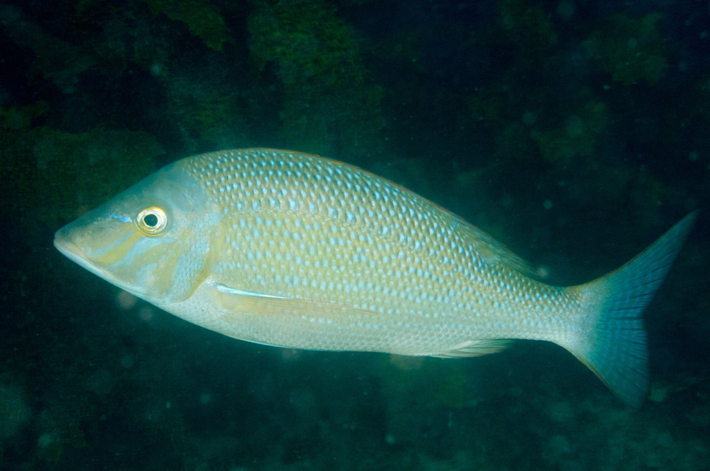 Spangled Emperor (Lethrinus nebulosus) - Marine Life Identification