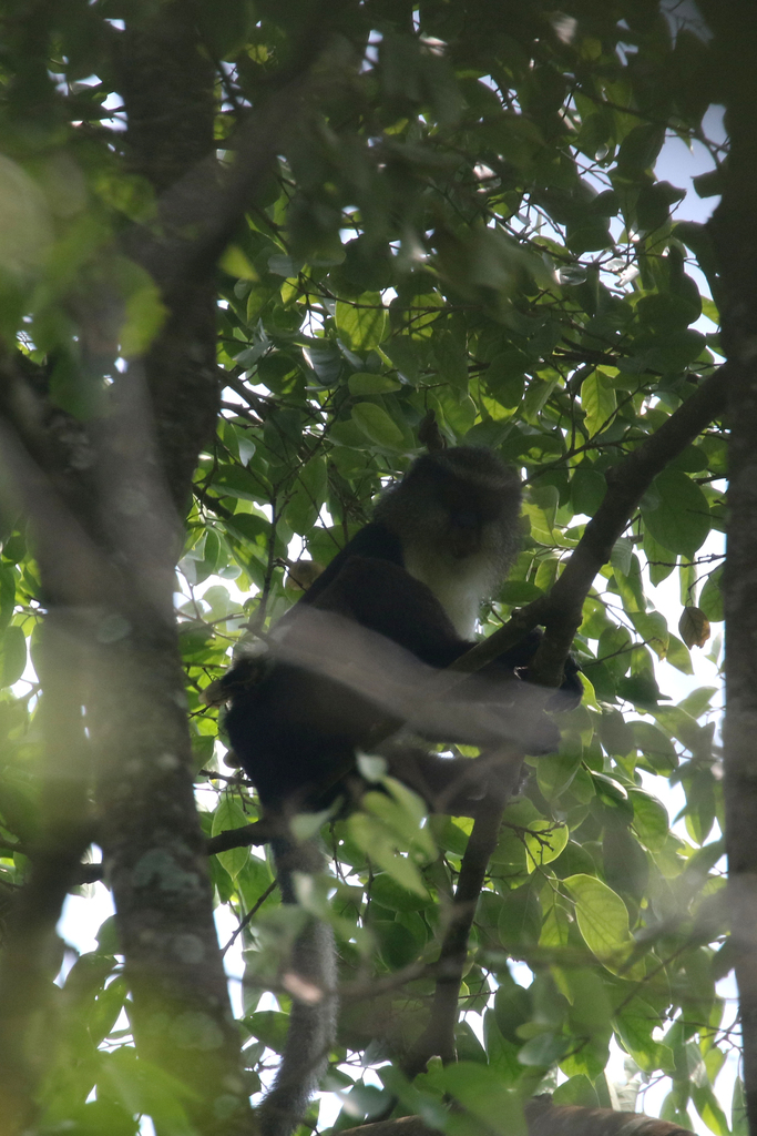 Dent’s Monkey from Semuliki, UG-BN-BA, UG-BN, UG on January 30, 2021 at ...
