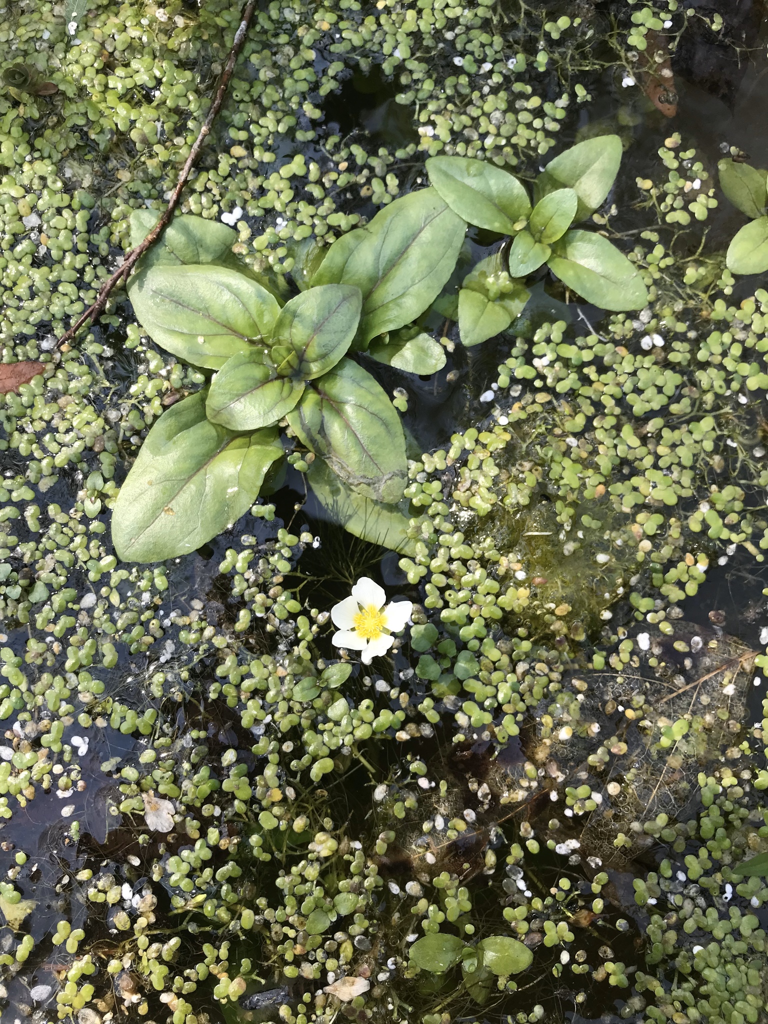 Ranunculus longirostris Godr.