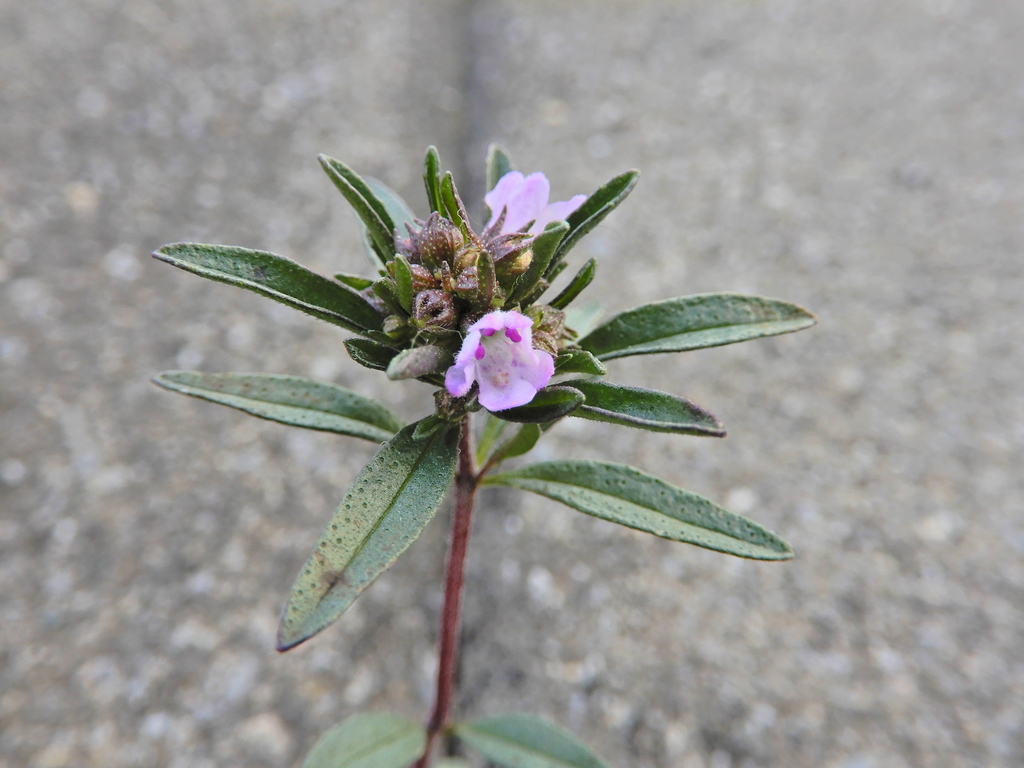 Summer Savory in October 2017 by Thomas Bütikofer · iNaturalist