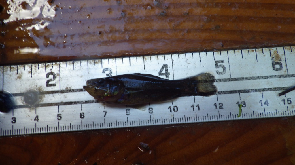 Pirate Perch (Common Fish Species of Richmond National Battlefield ...