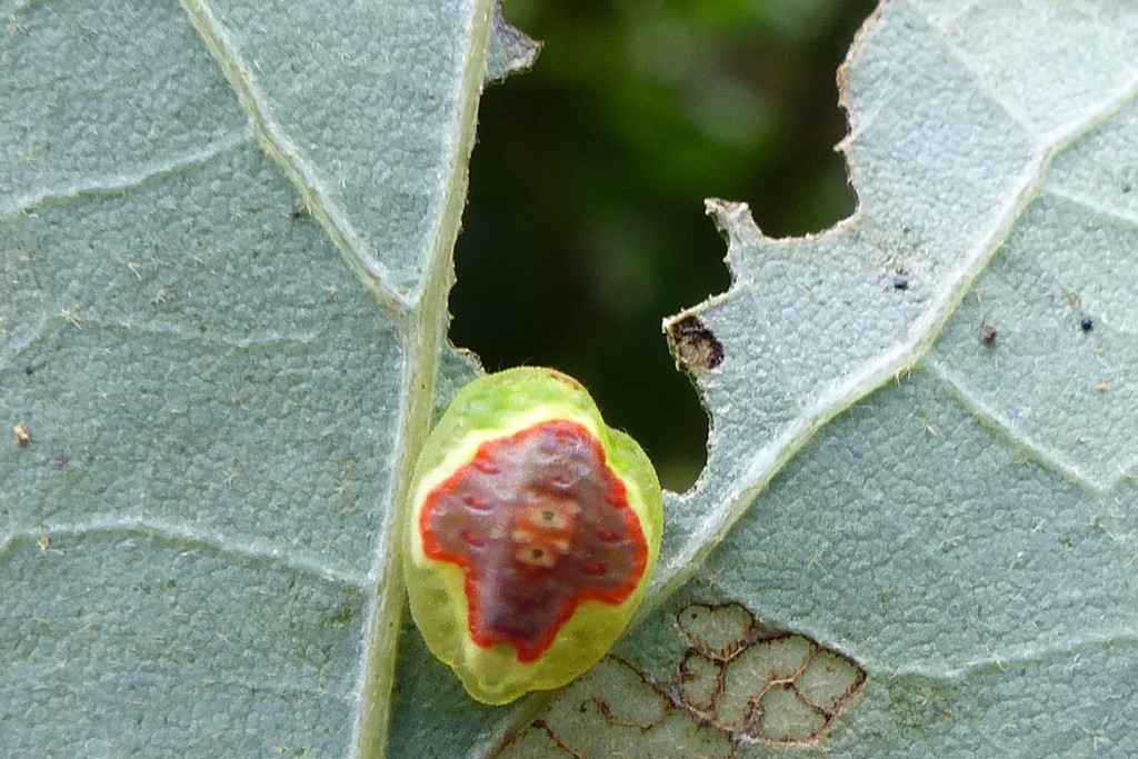 Red-crossed Button Slug Moth (Caterpillars of Ontario) · iNaturalist