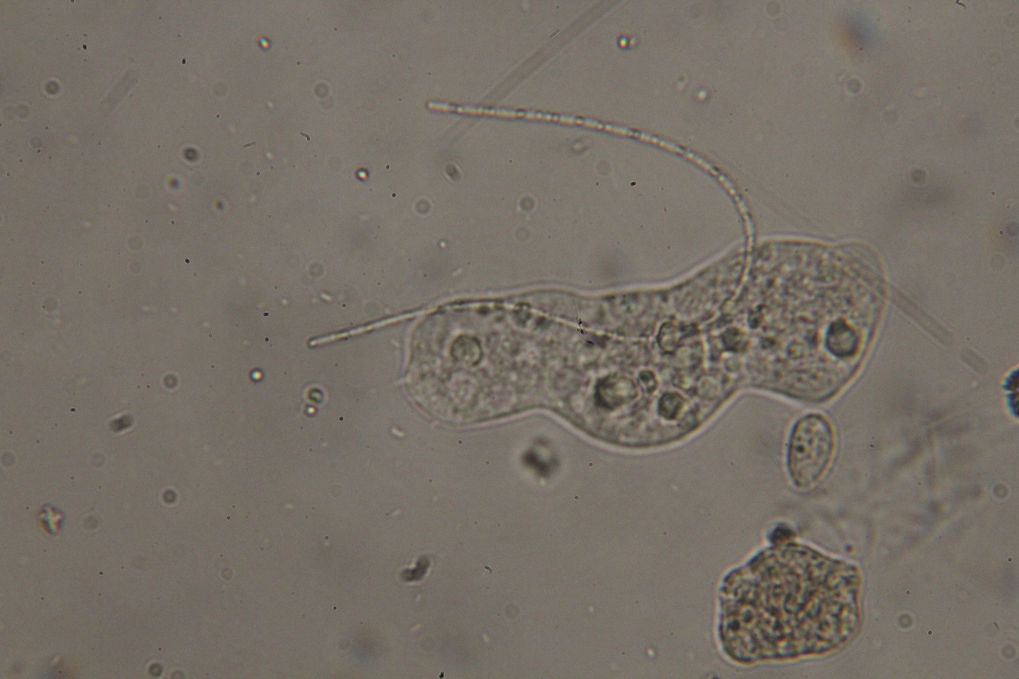 Limnothrix redekei (Goor) M.-E.Meffert