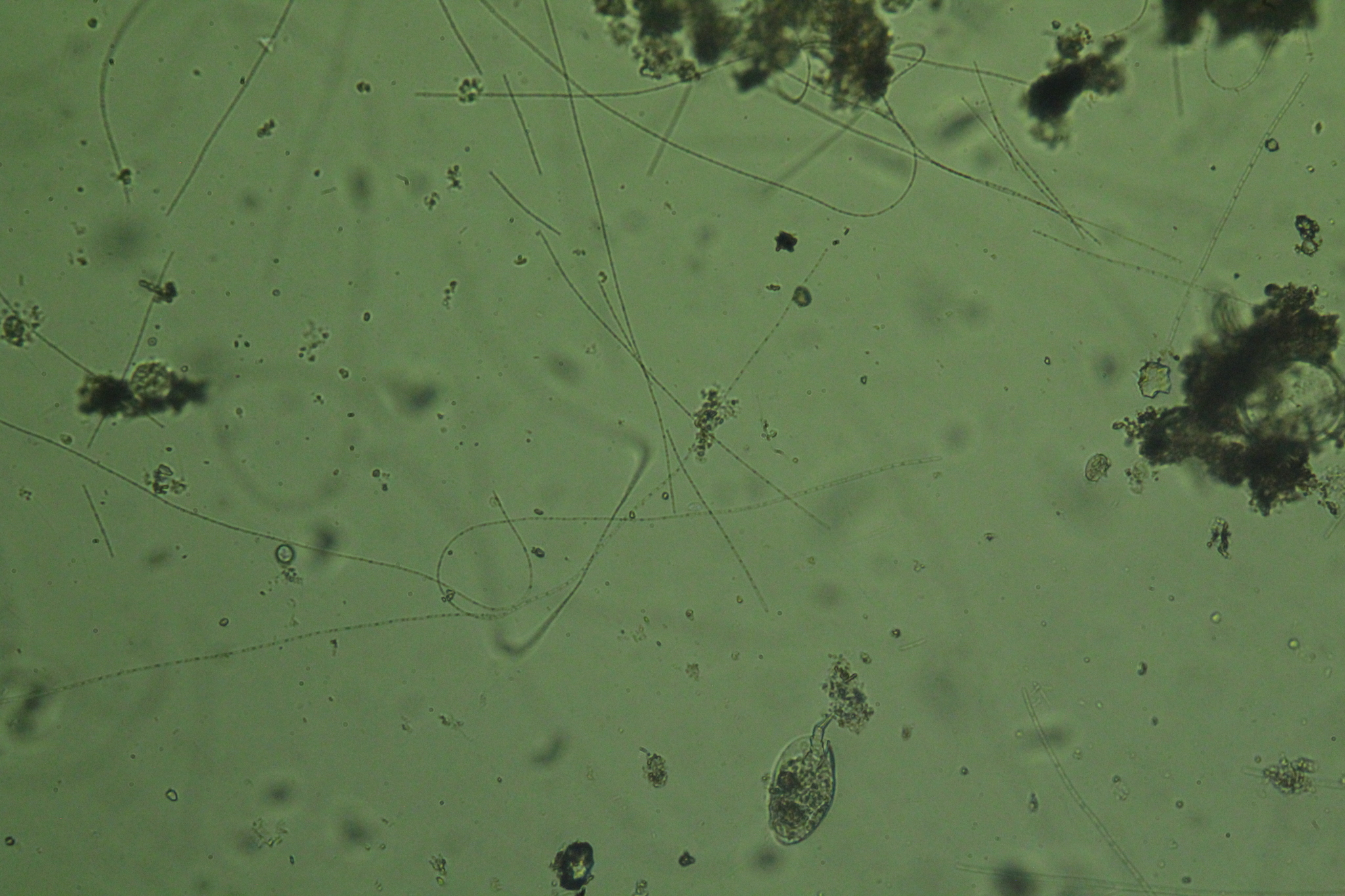 Limnothrix redekei (Goor) M.-E.Meffert