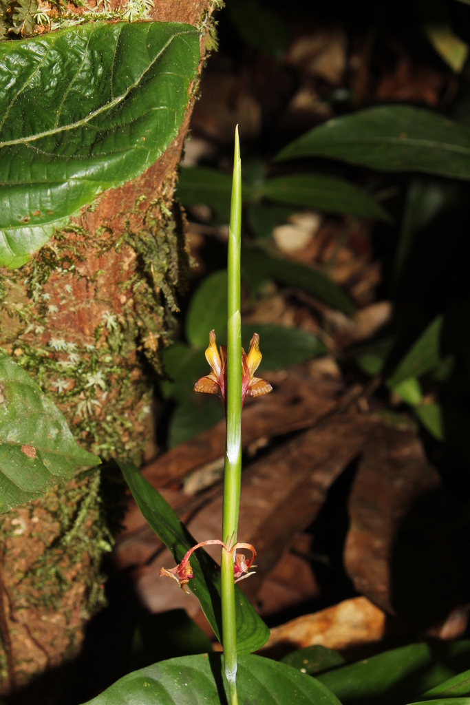 Ischnosiphon puberulus - plant details - WorldFloraDB