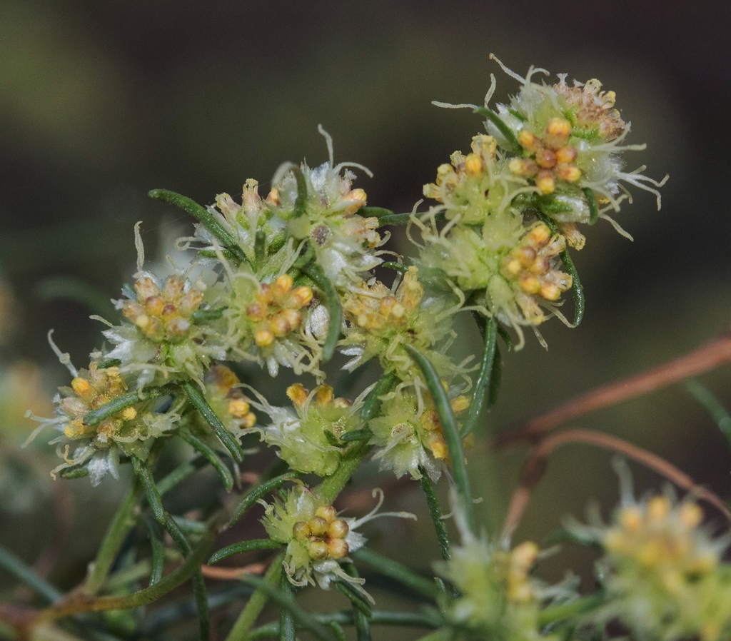 Singlewhorl Burrobrush (Ambrosia monogyra) - Botanical Realm