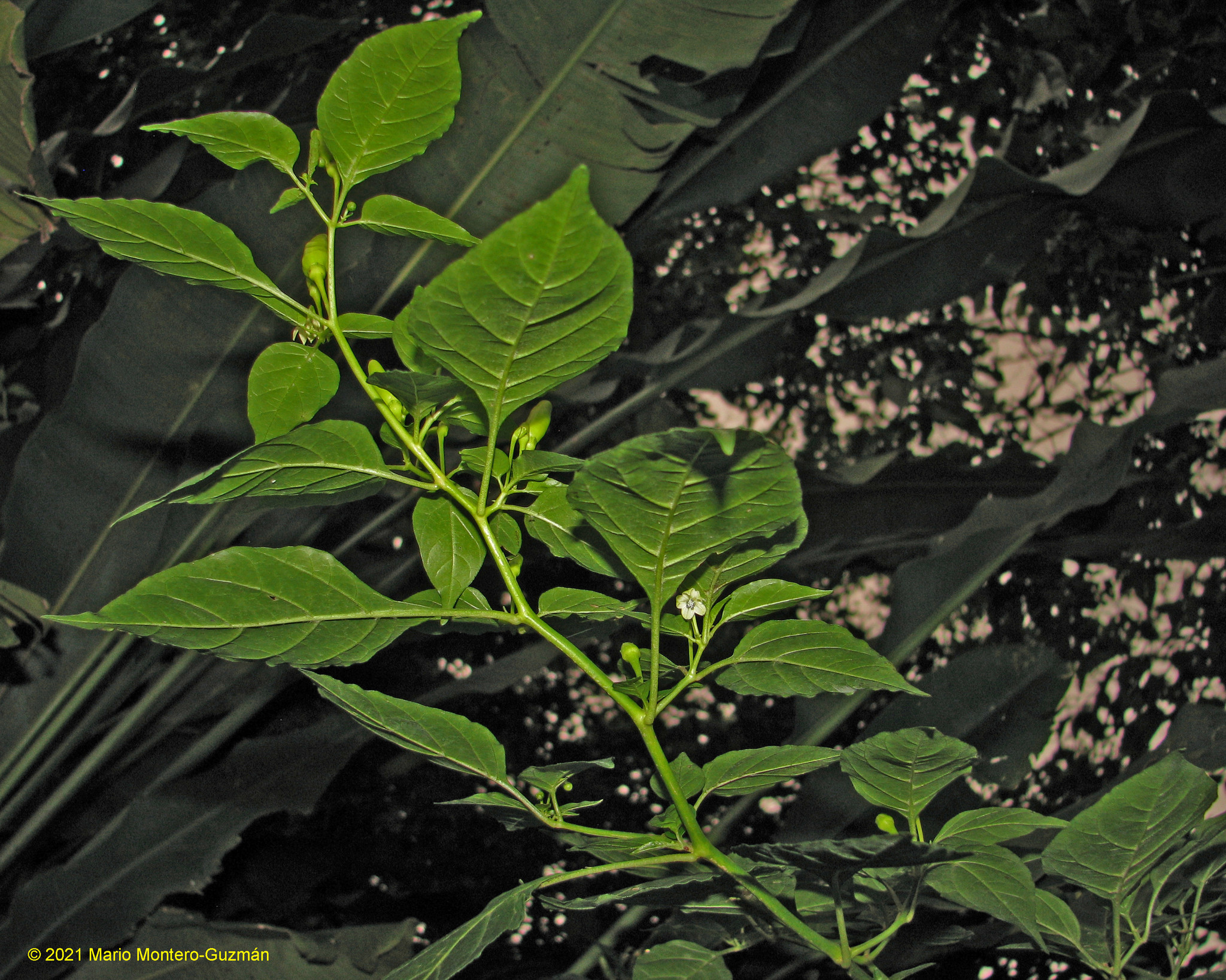 Capsicum frutescens L.