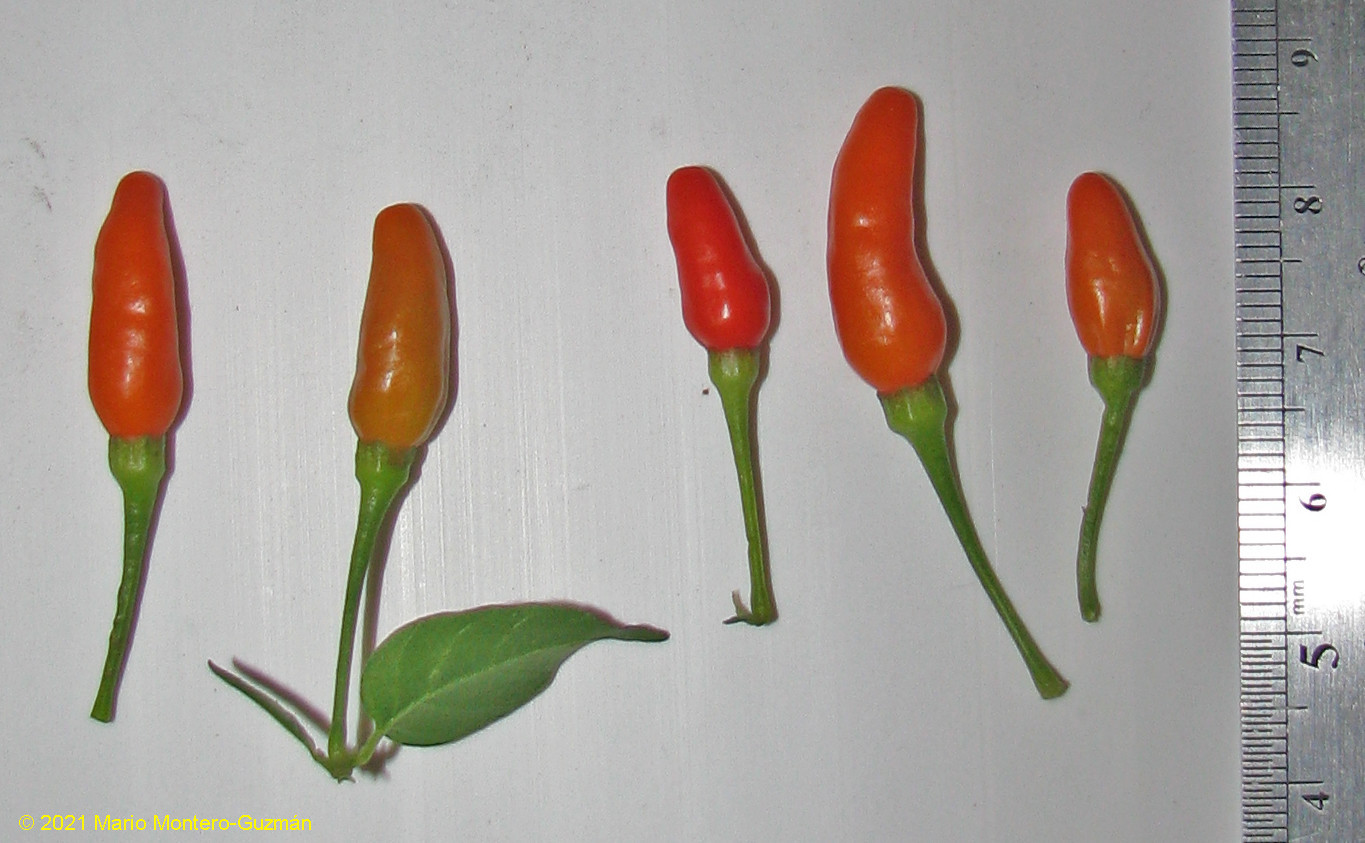 Capsicum frutescens L.