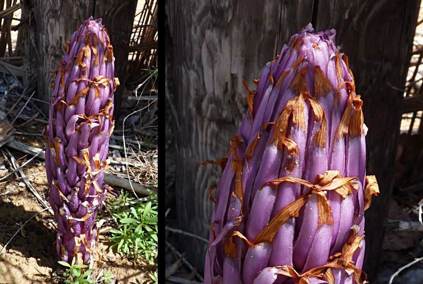 Cistanche salsa from Romitan District, Ouzbékistan on April 15, 2013 by ...