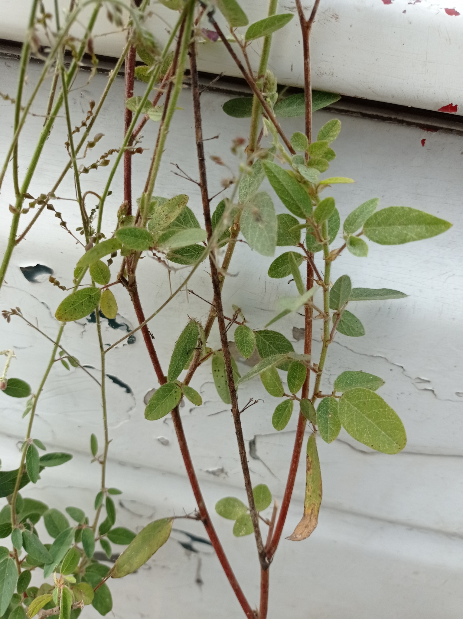 Desmodium distortum (Aubl.) J.F.Macbr.