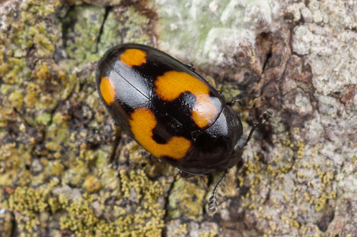 Aulacocheilus crucismelitae · iNaturalist