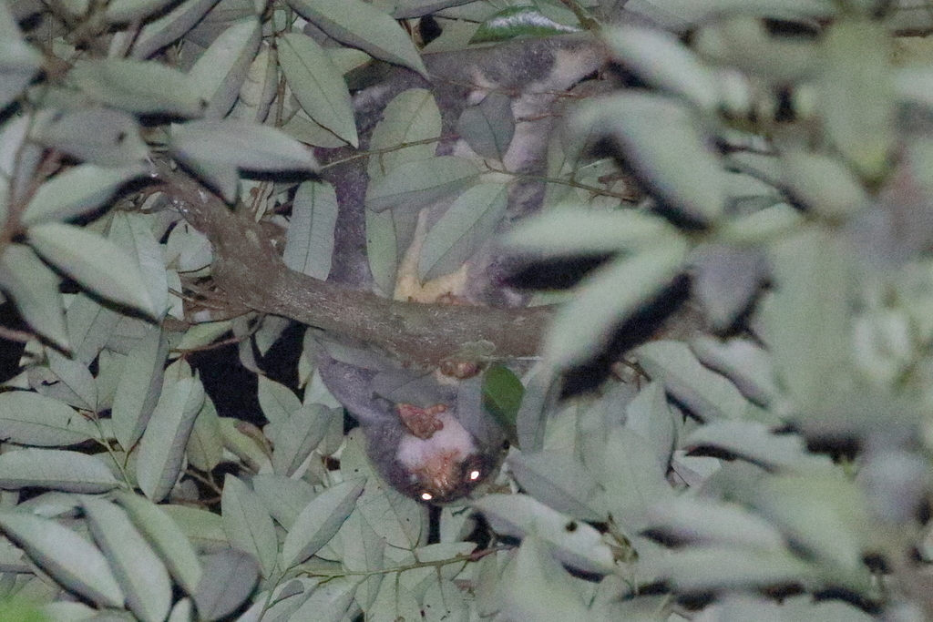 Common Spotted Cuscus from Lockhart QLD 4892, Australia on February 3 ...