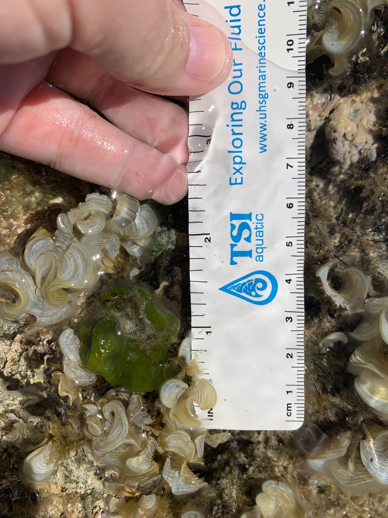 (Codium arabicum) - Botanical Realm