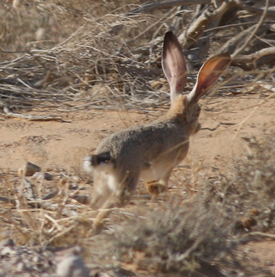 Cape Hare (Lepus capensis) - Know Your Mammals