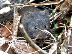 Pacific Northwest Fauna · iNaturalist