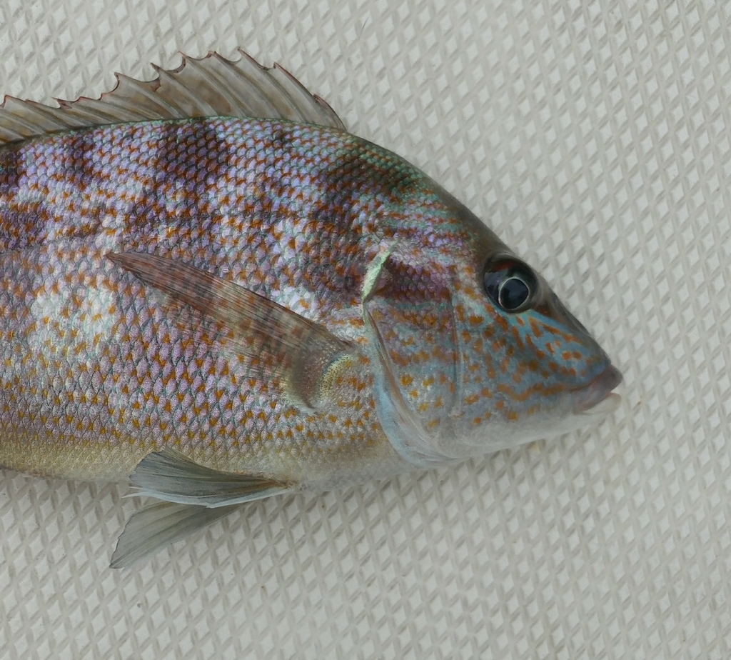 Pigfish from 548 Wading Pl, Charleston, SC 29492, USA on October 22 ...
