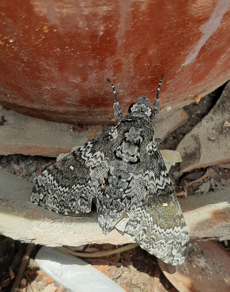 Manduca from San Juan Zona A, San Juan de Miraflores, Perú on February ...