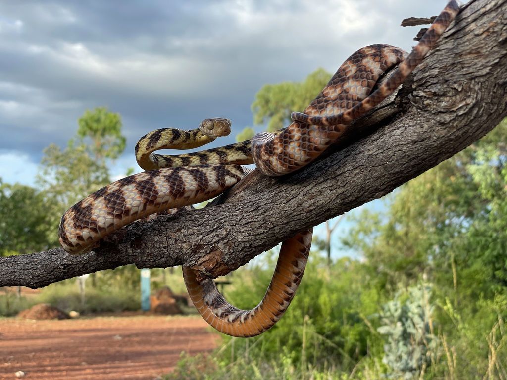 Brown Tree Snake from Porcupine Gorge Lookout Access, Porcupine QLD ...