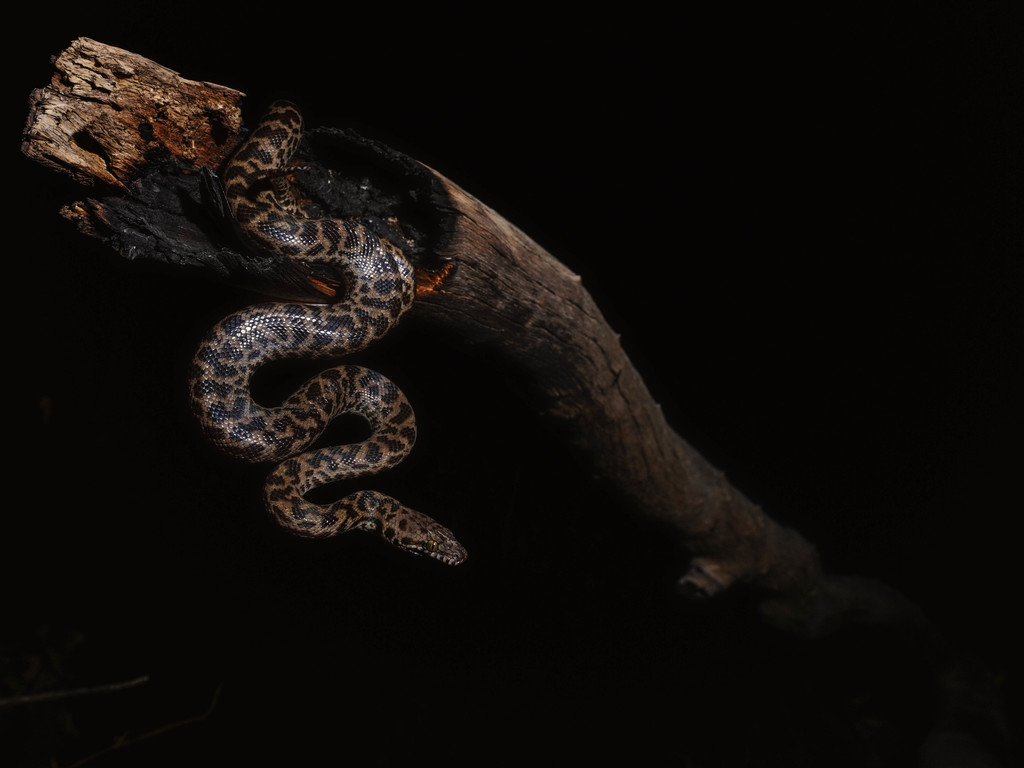 Spotted Python from Hideaway Bay QLD 4800, Australia on January 5, 2020 ...