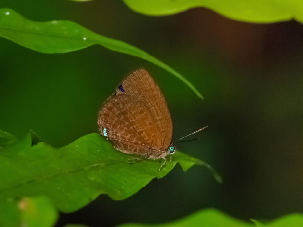 Small Tailless Oakblue from Gunung Panti Recreational Forest, 81900 ...