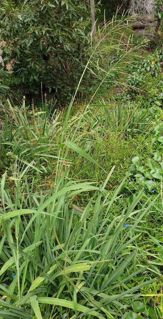 Guinea Grass From Sydney Nsw Australia On February 20 2021 At 1152 Am By Kalimata