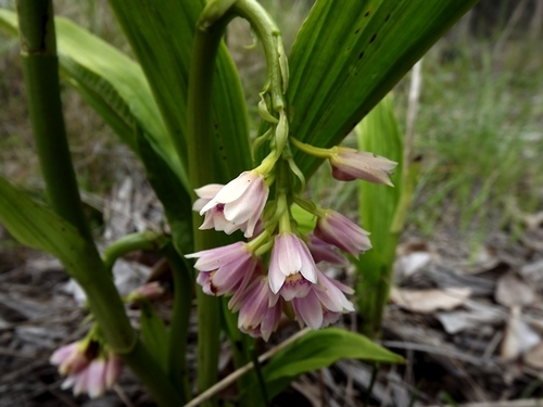 Shepherd's Crook Orchid (Geodorum densiflorum) · iNaturalist