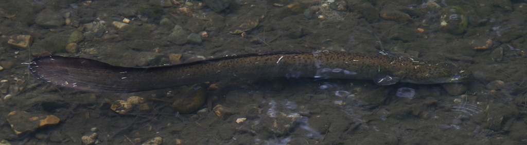 Australian Long-finned Eel from Berrico NSW 2422, Australia on ...