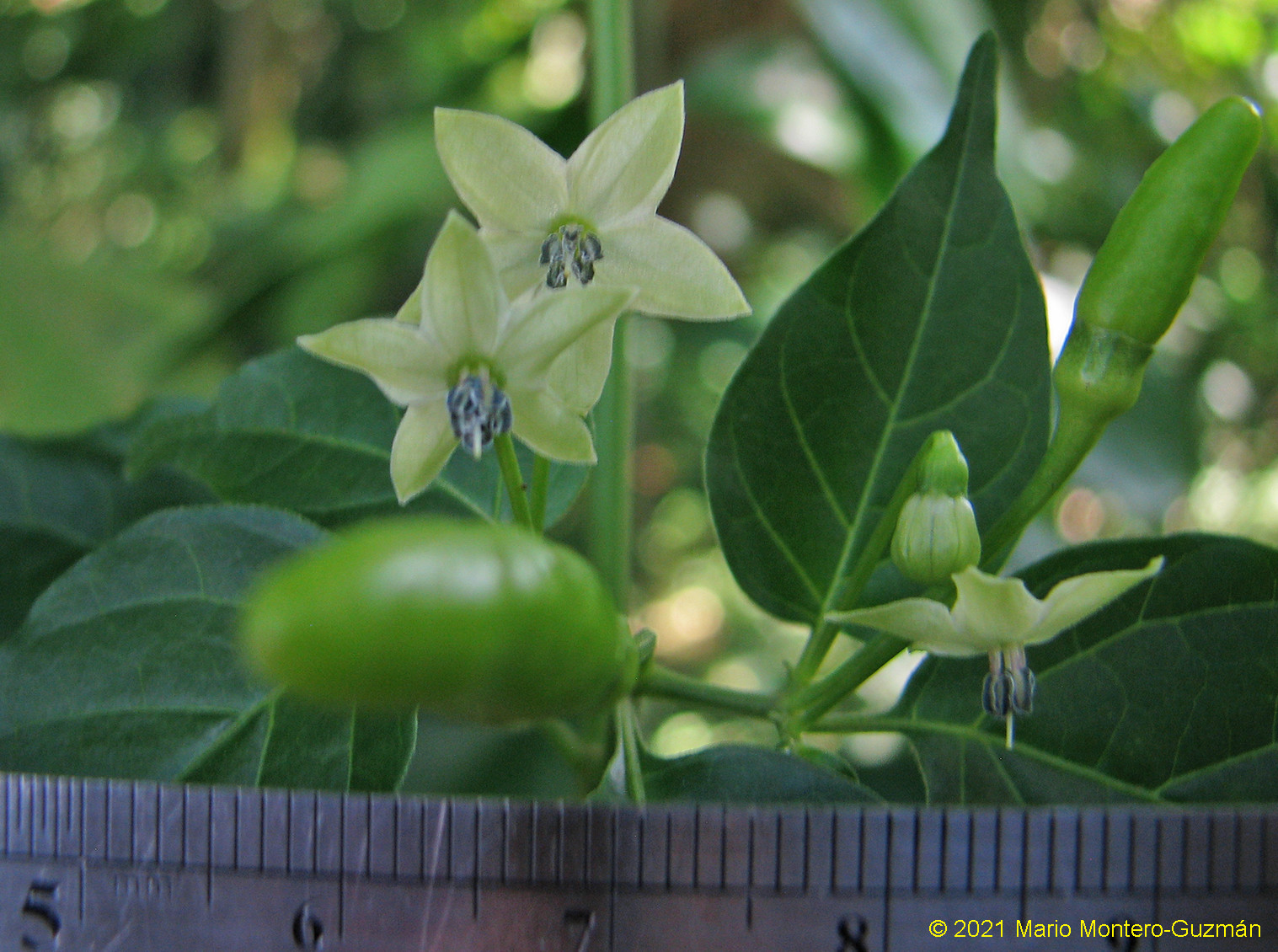 Capsicum frutescens L.