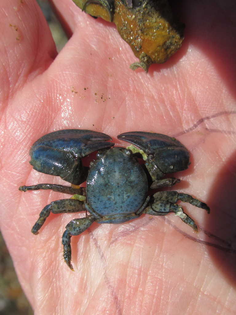 New Zealand Half Crab from Southland, New Zealand on February 21, 2021 ...