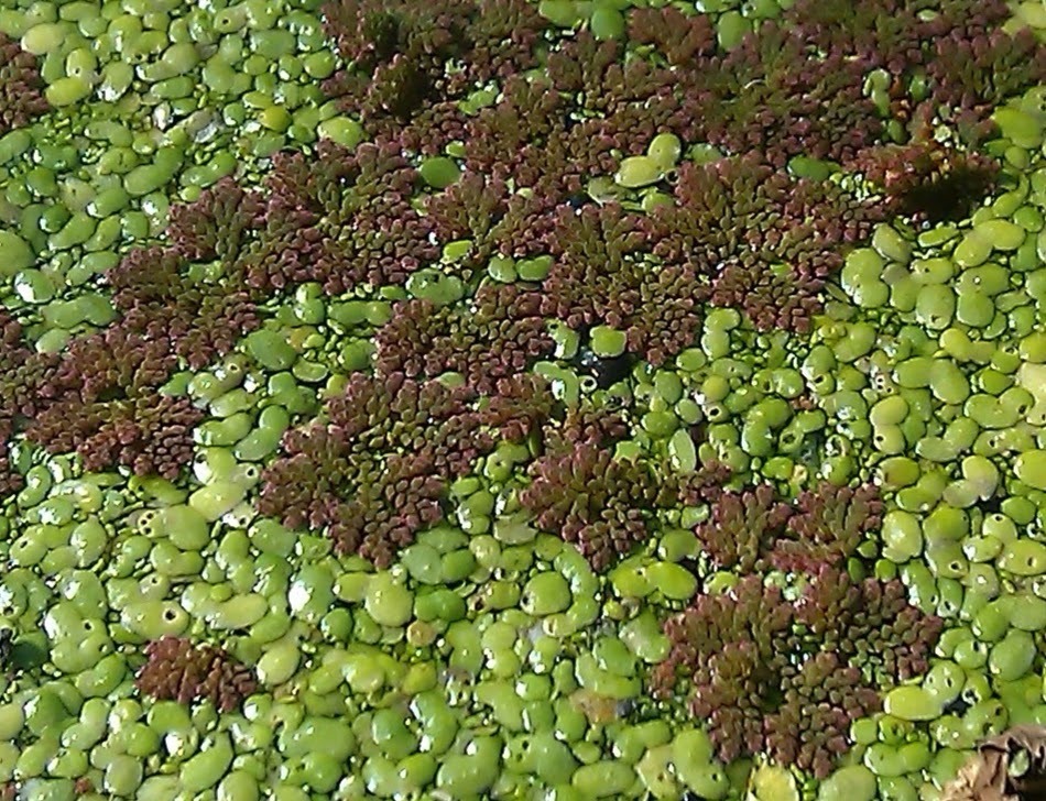 water fern from Genesee County, NY, USA on July 4, 2011 at 05:01 PM by ...