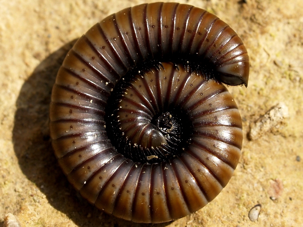 Milpies (Insectos en huertas y jardines de Bariloche) · iNaturalist