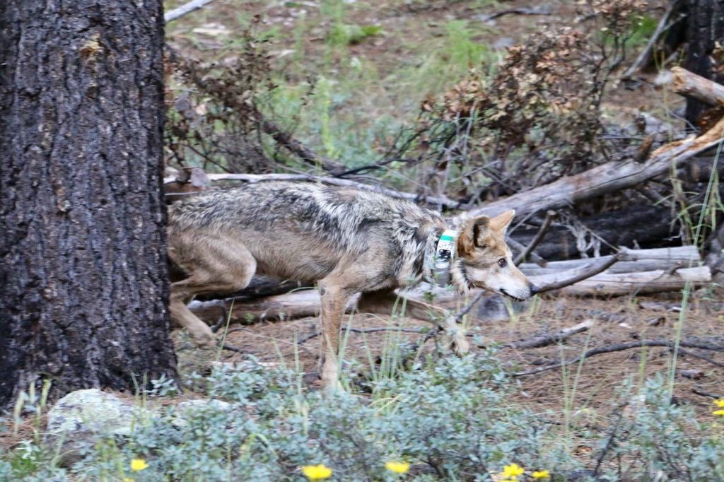 Mexican Wolf in September 2018 by Alejandro Gómez Nísino · iNaturalist