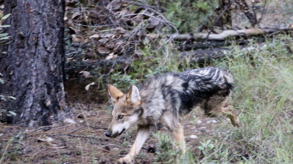 Mexican Wolf in September 2018 by Alejandro Gómez Nísino · iNaturalist