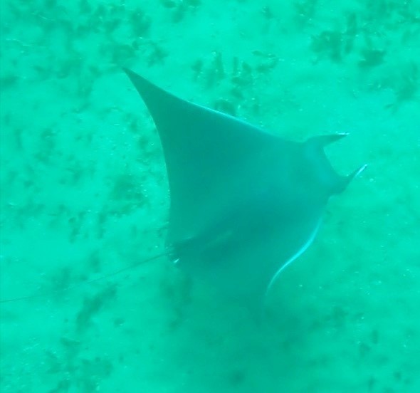 Shorthorned Pygmy Devil Ray (Fishes of Cabbage Tree Bay Aquatic Reserve ...