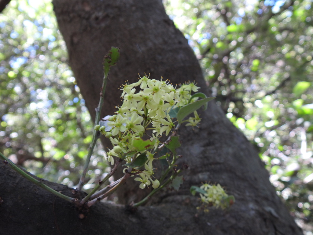 Koko Tree from Bojanala, South Africa on February 20, 2021 at 09:19 AM ...
